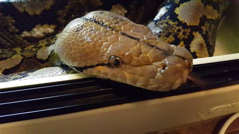 Big Reticulated Python Female Youtube