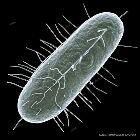 Ai创作图霍乱菌 结核杆菌 杆菌 鼠疫杆菌 芽孢杆菌 大肠杆菌形状 变形杆菌 弯曲杆菌 梭状芽孢杆菌 乳酸杆菌 线粒体 丙酸杆菌 芽孢 腹菌纲 乳杆菌 昵图网