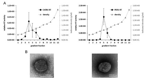 Presence Of Rt Activity In Iodixanol Gradient Fractions For Crerv