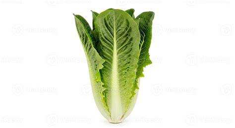 Fresh Romaine Lettuce Head With Vibrant Green Leaves On White