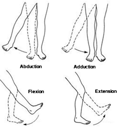 Anatomical Terms Gabbys Anatomy Website