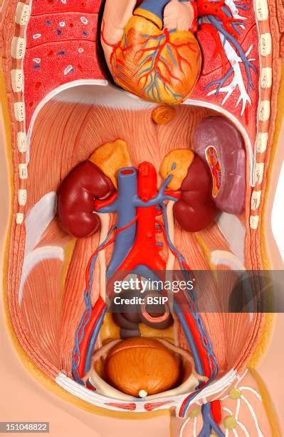 Where Is The Liver Located In The Human Body Fotografías E Imágenes De Stock Getty Images