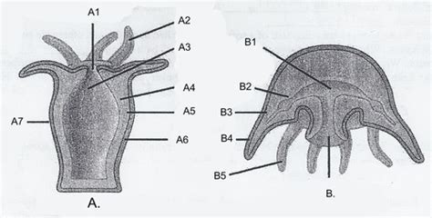 Bju Biology Chapter 16 Flashcards Quizlet