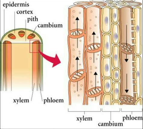 Explain About Xylem And Phloem By Drawed Diagrams Dont Copy From