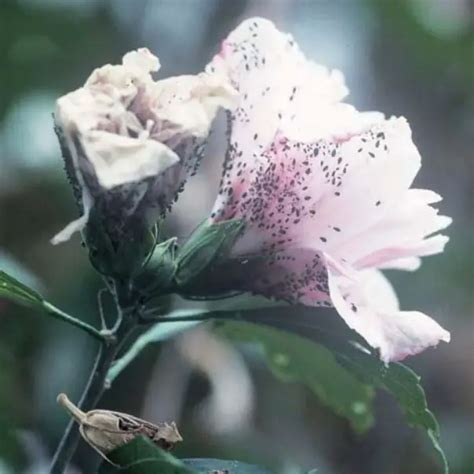 Bonsai Tree Aphids At Florence Adams Blog