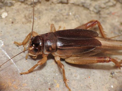 Grillos Verdaderos Familia Gryllidae Biodiversidad Farallones Del