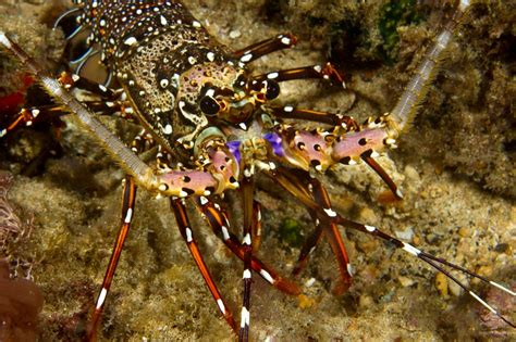 Longlegged Spiny Lobster Facts And Photographs Seaunseen