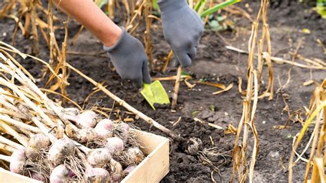 How And When To Harvest Garlic Epic Gardening
