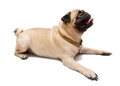 Perro Fondo Blanco Imágenes Fotos Y Fondos De Pantalla Para Descargar