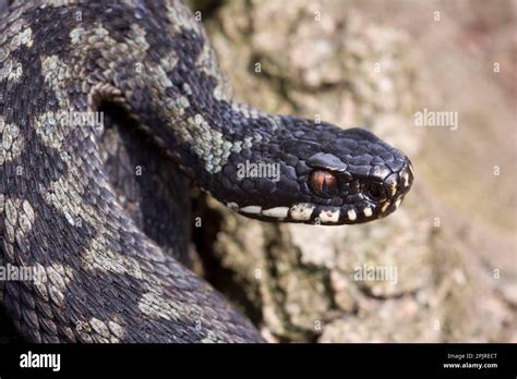 Adder Adder Vipera Berus Other Animals Venomous Venomous Snakes