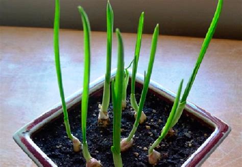 Лук на подоконнике: выращивание дома - AgroFlora.ru