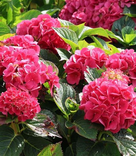 Hortenzia Kalinolistá Red Baron