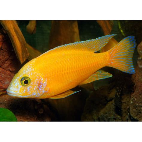 Peacock Cichlid Yellow Buy Aquarium Fish
