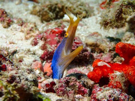 Ribbon Eels Divepoint Maldives