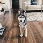 Miniature Siberian Husky Prices Breeders And More