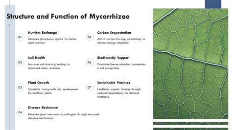 Mycorrhizal Fungi Tracheophytes Ppt Graphics Acp Ppt Template
