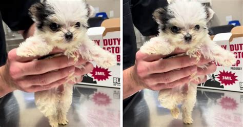 Dancing Pup Goes Viral With Spot On Riverdance Routine At The Vet