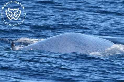 Blue Whales Migration Path Whale Watch Western Australia