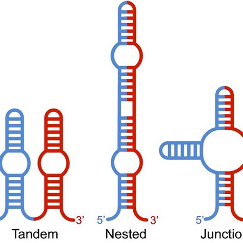 Potential Secondary Structures Arising From The Duplication Of A Download Scientific Diagram