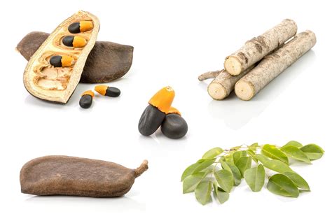 Pod Seed Branch And Leaf Of Afzelia Doussie Or Makha Mong Tree The