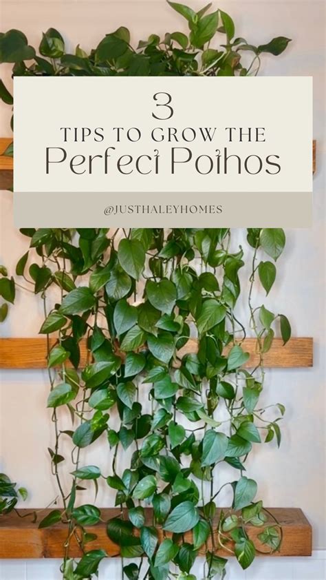 3 Pothos Growing Tips Pothos Plant Care Tips Indoor Plant Care Tips