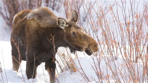 Clueless Idaho Man Learns Why Yelling At Moose Is A Bad Idea Advnture