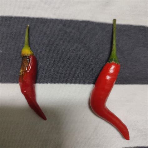 chilli dataset object detection dataset v3 2023 06 01 12 29pm by