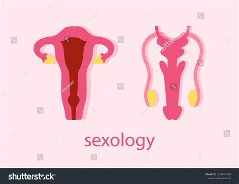 Human Body Internal Organs Educational Anatomy เวกเตอร์สต็อก ปลอดค่า