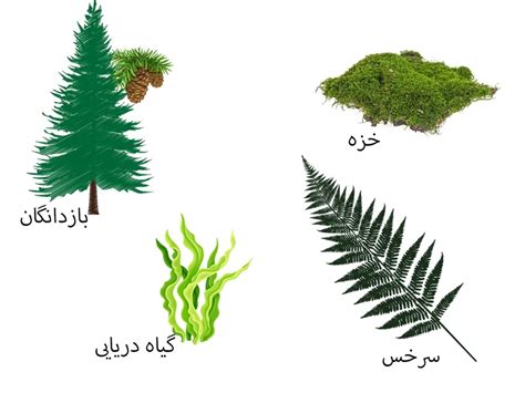 بخش های مختلف گیاه کدام‌اند؟ از ریشه تا دانه علمینک