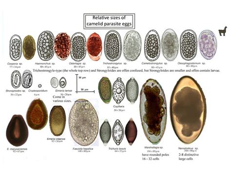 Skin Parasite Identification Chart