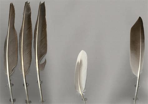 Bar Headed Goose Anser Indicus