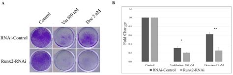 The Role Of Runx2 In Microtubule Acetylation In Bone Metastatic Breast Cancer Cells