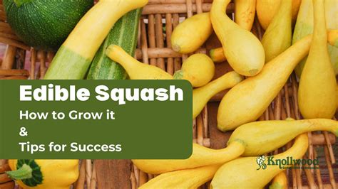 Edible Squash How To Grow It And Tips For Success Knollwood Garden Center
