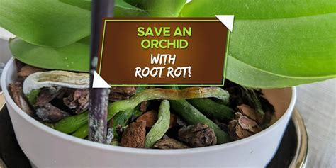 How To Repot An Orchid With Root Rot At Chloe Snider Blog