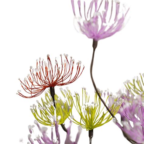 Hoa Khô Wirey Blossom Red Brown Urban Garden