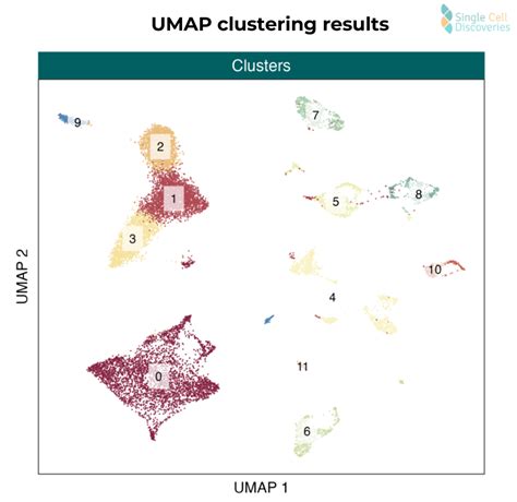 Cell Identification How Its Done Single Cell Discoveries