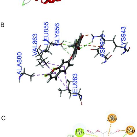 Molecular Docking Assay Between Dt And Jak2 Aa835 1132 A Protein Download Scientific Diagram