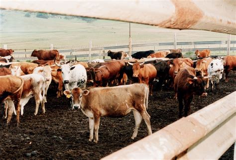 Ukuveliswa Kwesitofu Sokugonya Isifo Somlomo Emzantsi Afrika Kuyaqhuba