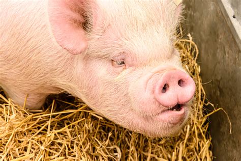 Hidung Yorkshire Atau Inggris Putih Besar Babi Foto Stok Unduh Gambar