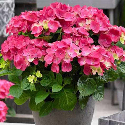 Hydrangea Macrophylla Forever Red Slovensketrvalky Sk