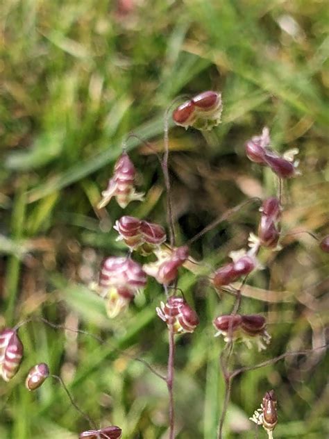 Pollinator Protector William Mulhalls Organic Beef Farm In Allenwood Co Kildare