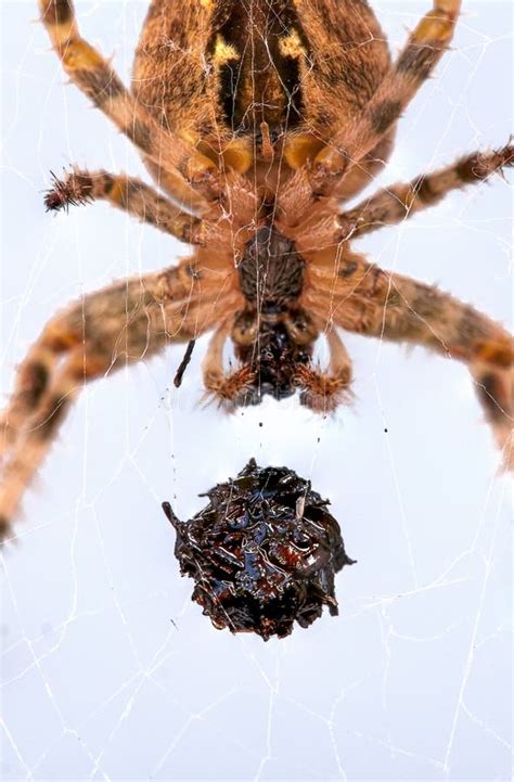 Wrapped Prey Of A Spider In The Web The European Garden Cross Spider