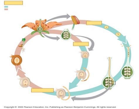 Angiosperm Life Cycle Diagram