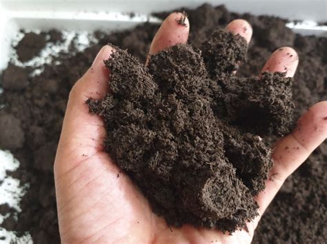 Những Thông Tin Thú Vị Về Phân Trùn Quế Tư Vấn Từ Senagrivn Phân Bò Phân Trùn Quế Mụn