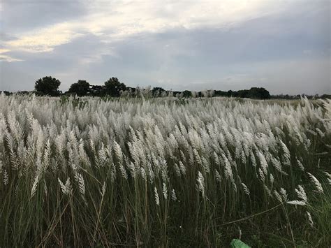 Common Reed Tree Plant Free Photo On Pixabay Pixabay