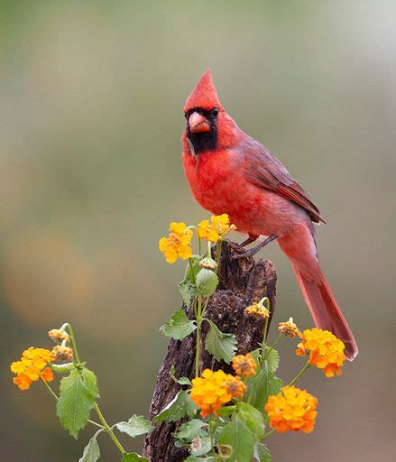 Patricia Ann Ockerman The Scioto Voice