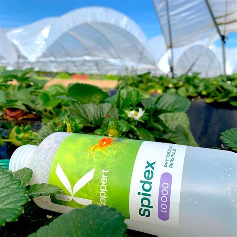 Spidex Red Hot Spot Spider Mite Control Retail Koppert Canada