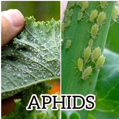 White Aphids Treatment