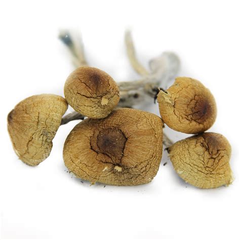 Lizard King Buy Shrooms Online
