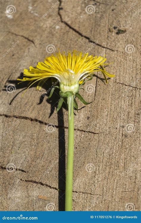 Transverse Section Of Pine Wood Under Microscope Royalty Free Stock